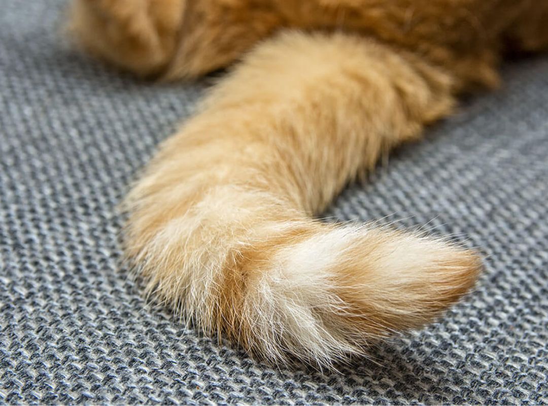 What Is Stud Tail In Cats? | Animal Clinic Of Eagle Harbor
